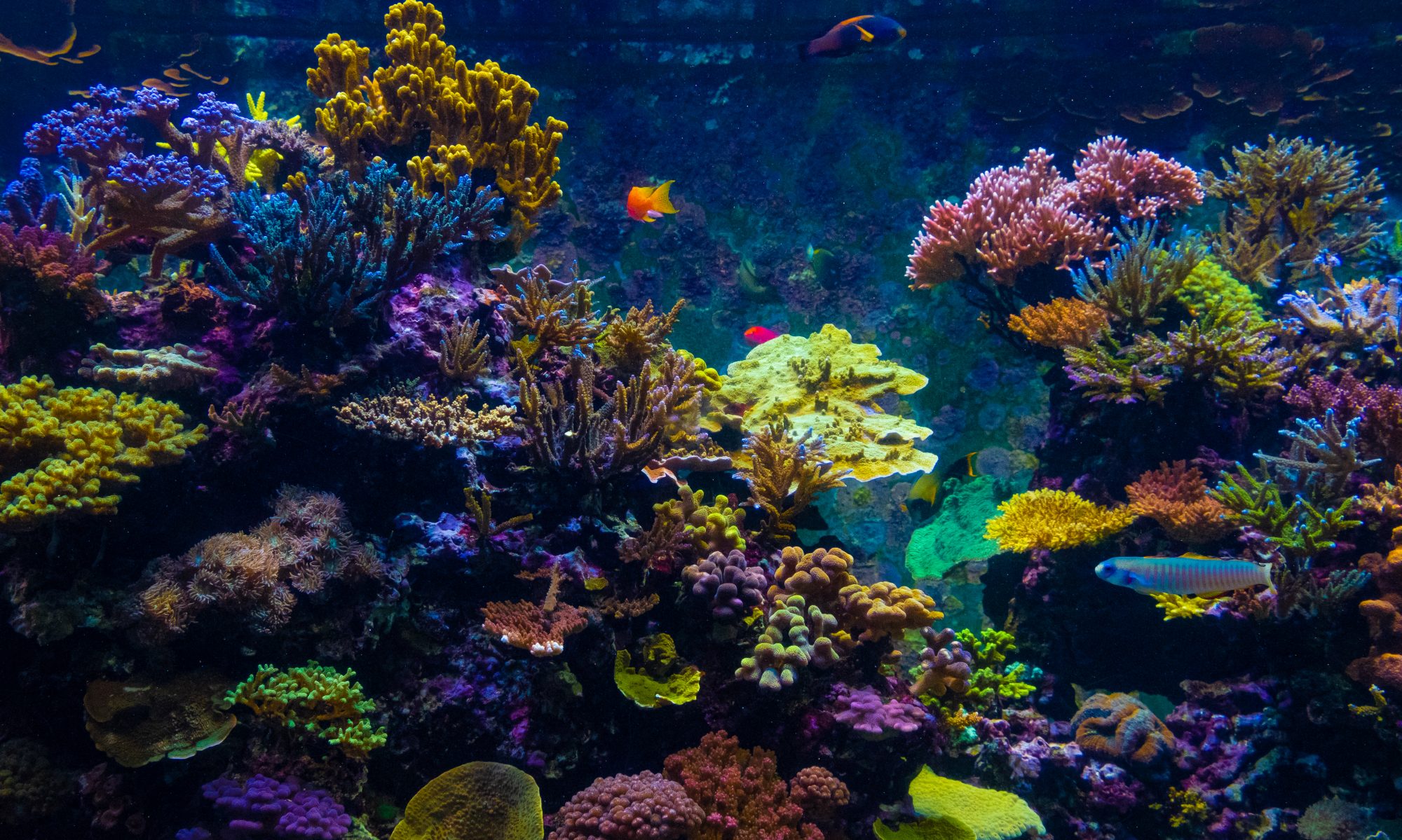 Kate Helmstedt – Maths for managing ecosystems