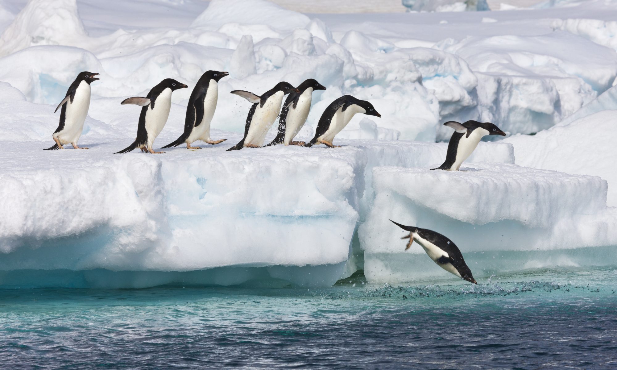 Kate Helmstedt – Maths for managing ecosystems